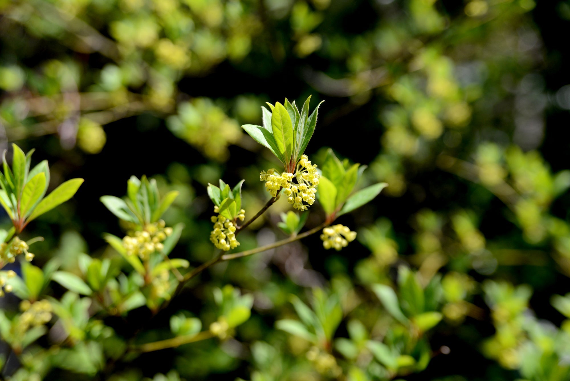 2020秋冬限定のファブリックミストは、青森県の“クロモジ”ブレンド。 – Komons(コモンズ) | 毎日の家事を、心地よい時間に変えるホームケアブランド